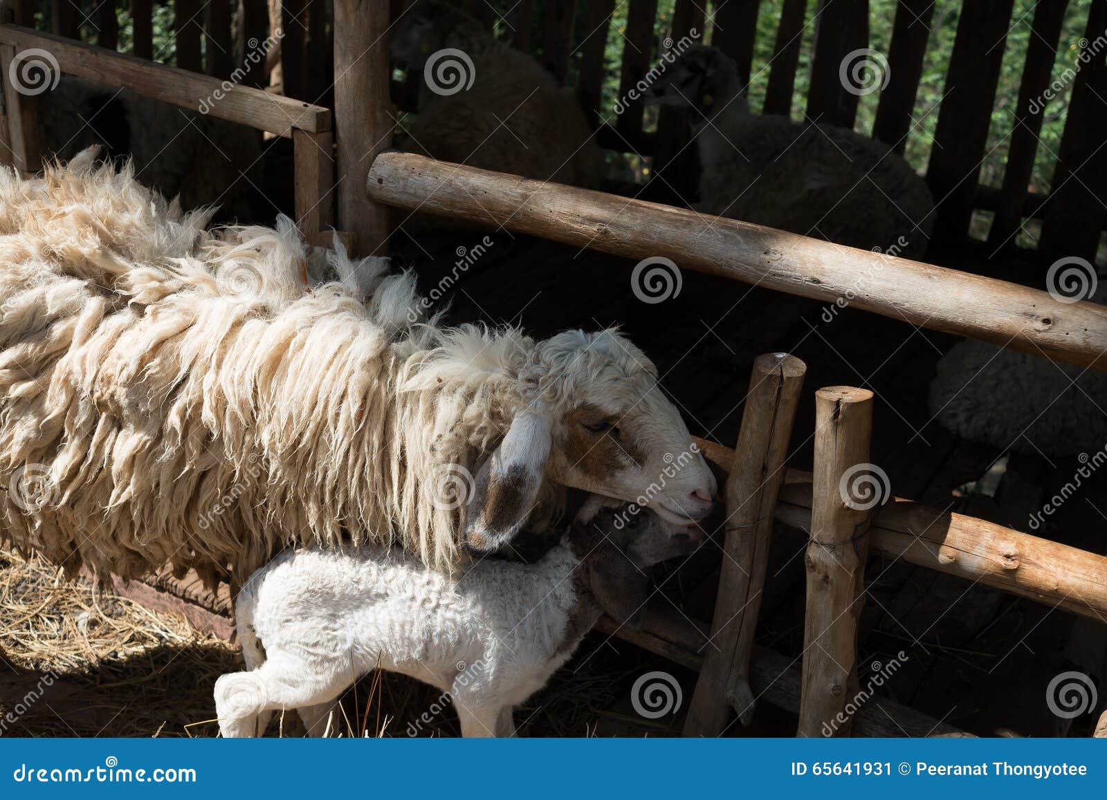 Sheep with cage stock image. Image of livestock, animal - 65641931