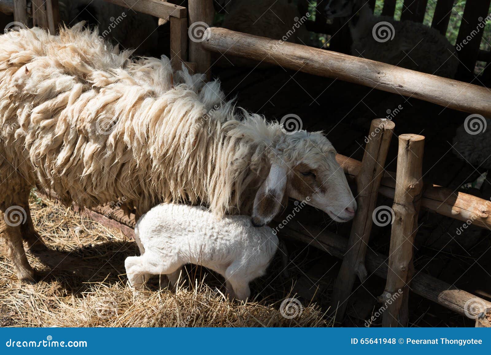 Sheep with cage stock photo. Image of looking, cage, goat - 65641948