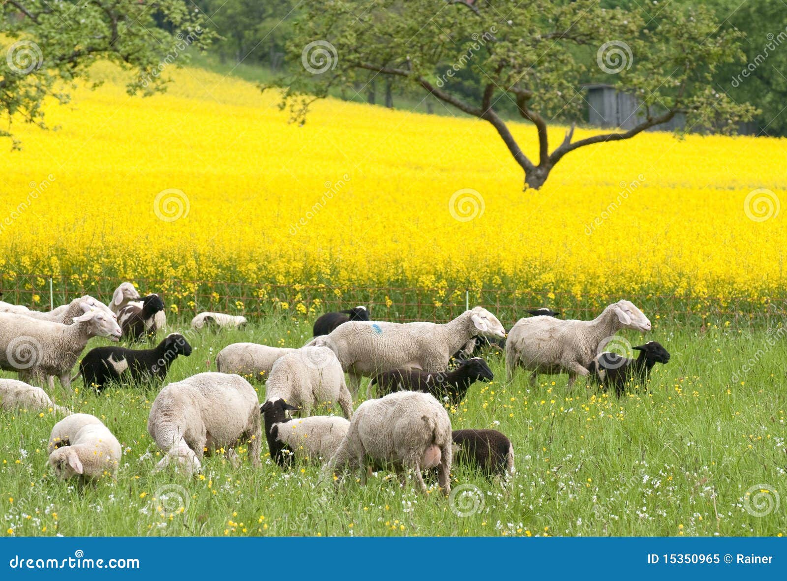 Sheep and Canola stock image. Image of summer, canola - 15350965