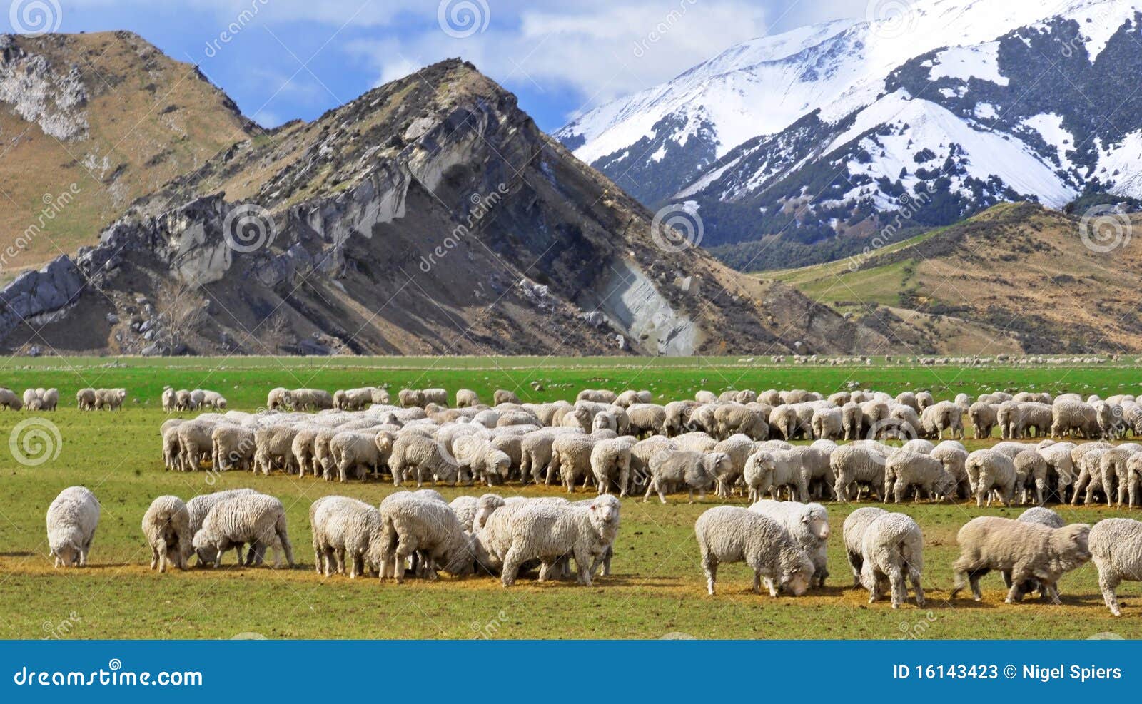 A Sheep In New Zealand Royalty-Free Stock Photography | CartoonDealer ...