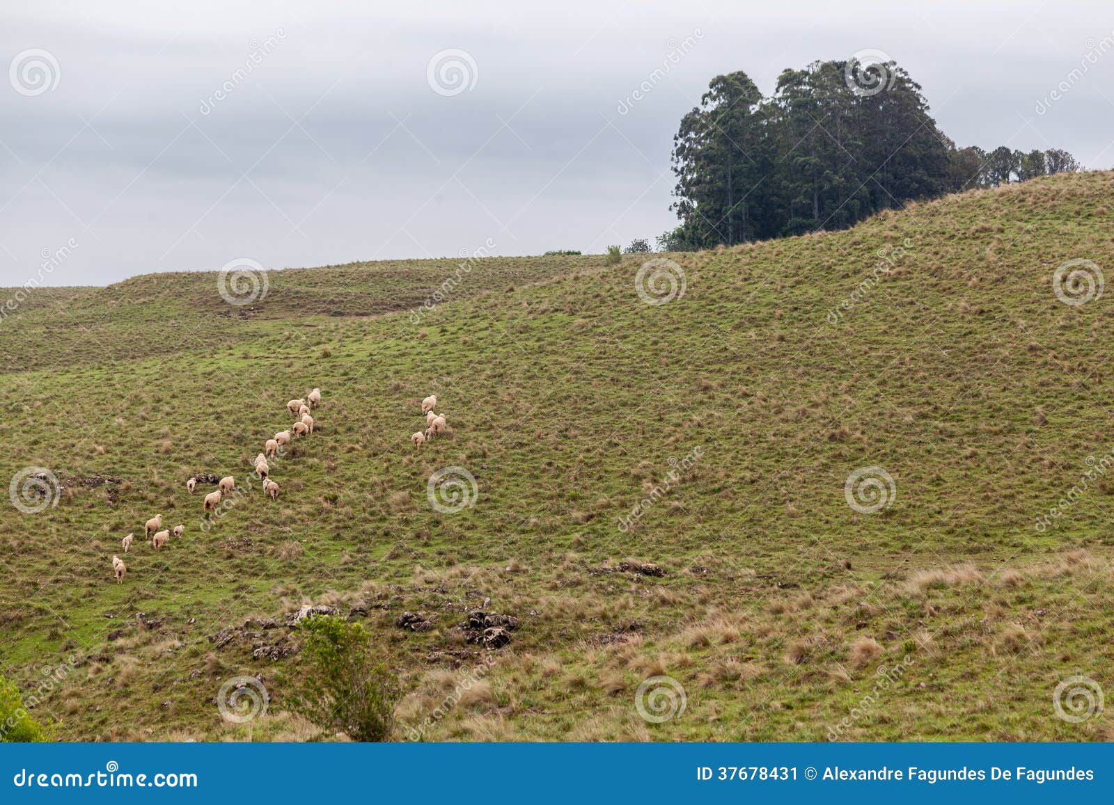 Sheep Cattle stock image. Image of latin, sheep, grande - 37678431