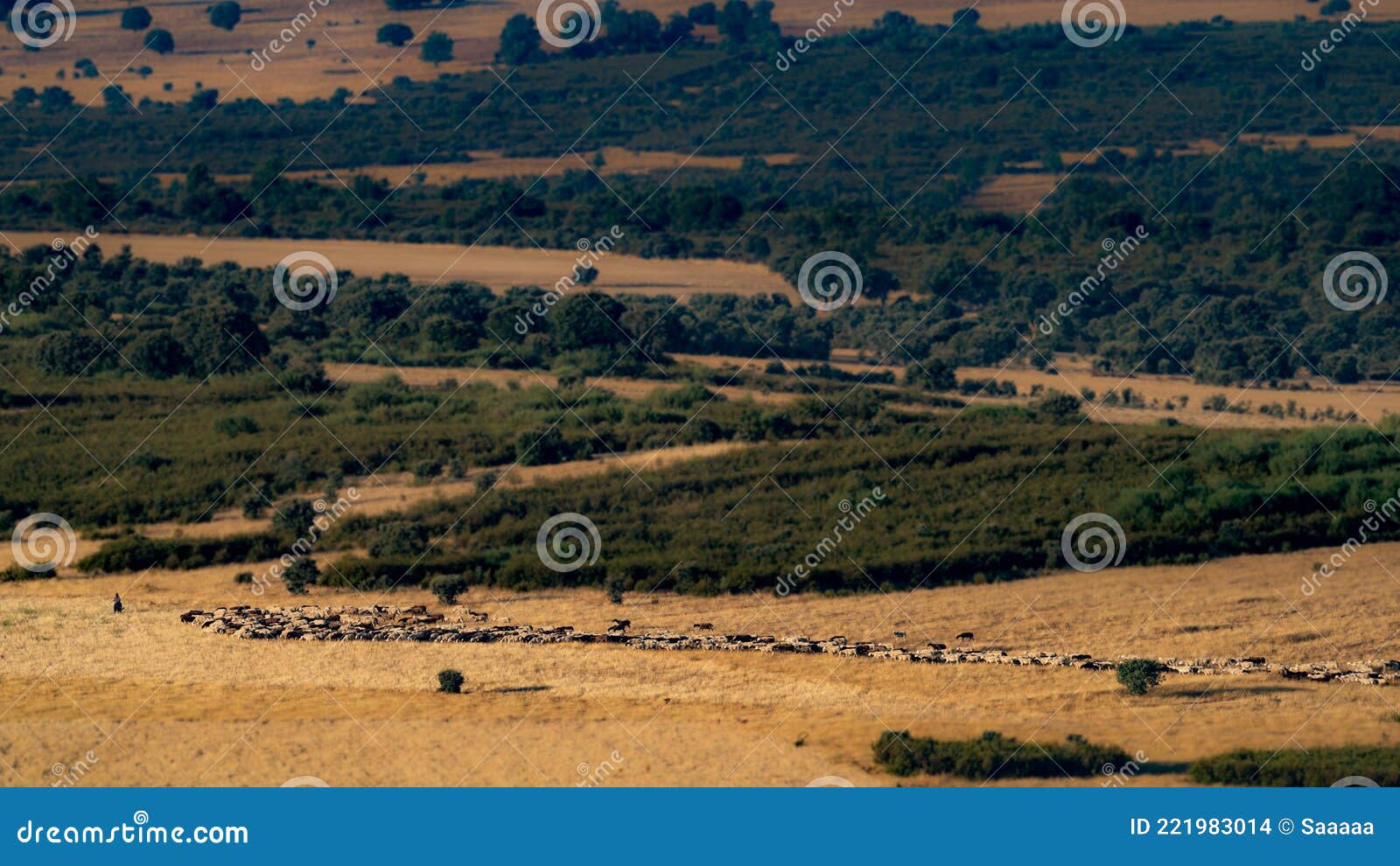 Sheep Cattle and Shepherd in the Plain Stock Photo - Image of textspace ...
