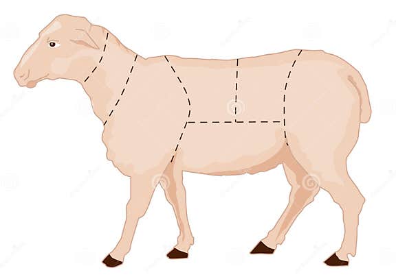 Sheep chart stock illustration. Illustration of parts - 8377553