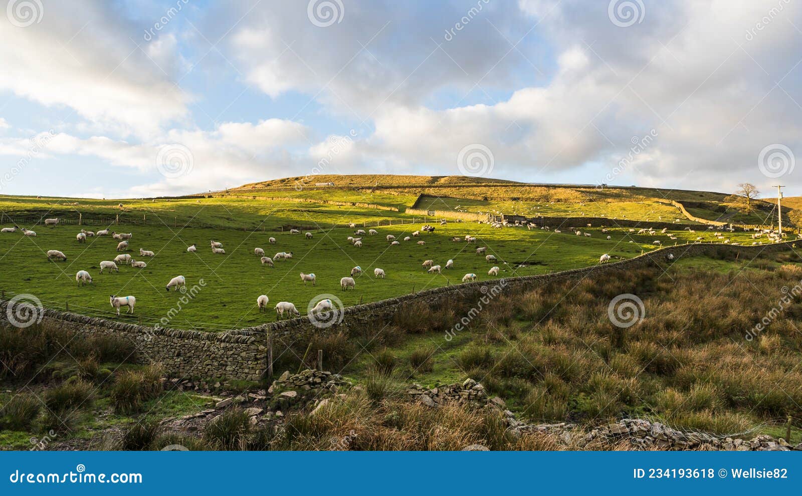 Sheep Pictured Along The Stunning Mam Tor Walk, Peak District National ...