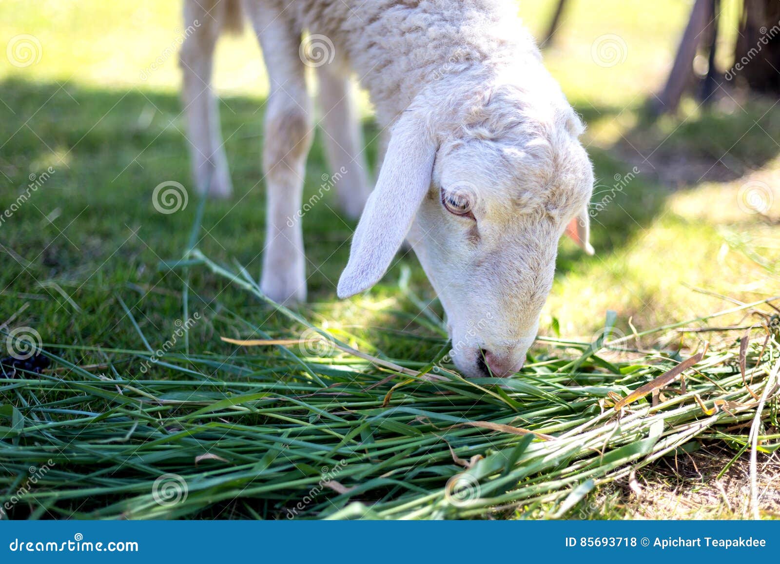 Sheep chew grass stock photo. Image of spring, sheep - 85693718