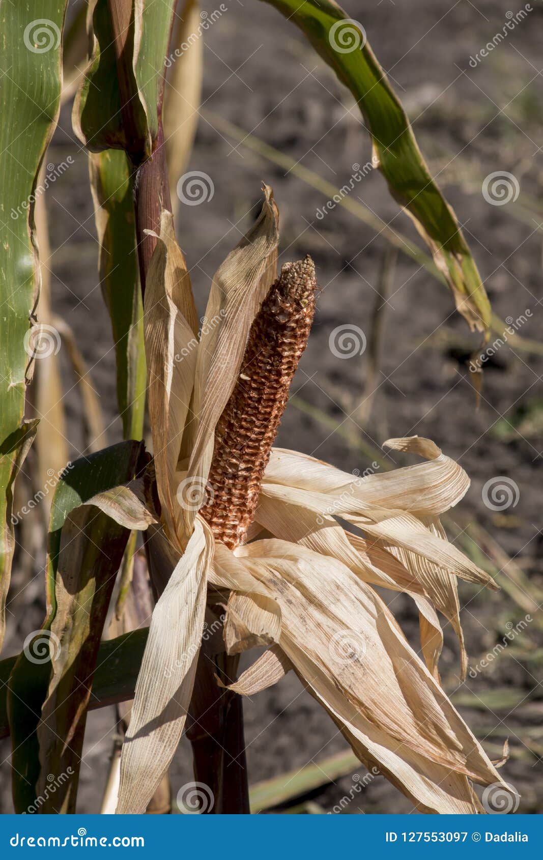 Sheep Chewed Corn in the Autumn. Stock Image - Image of summer, grain ...