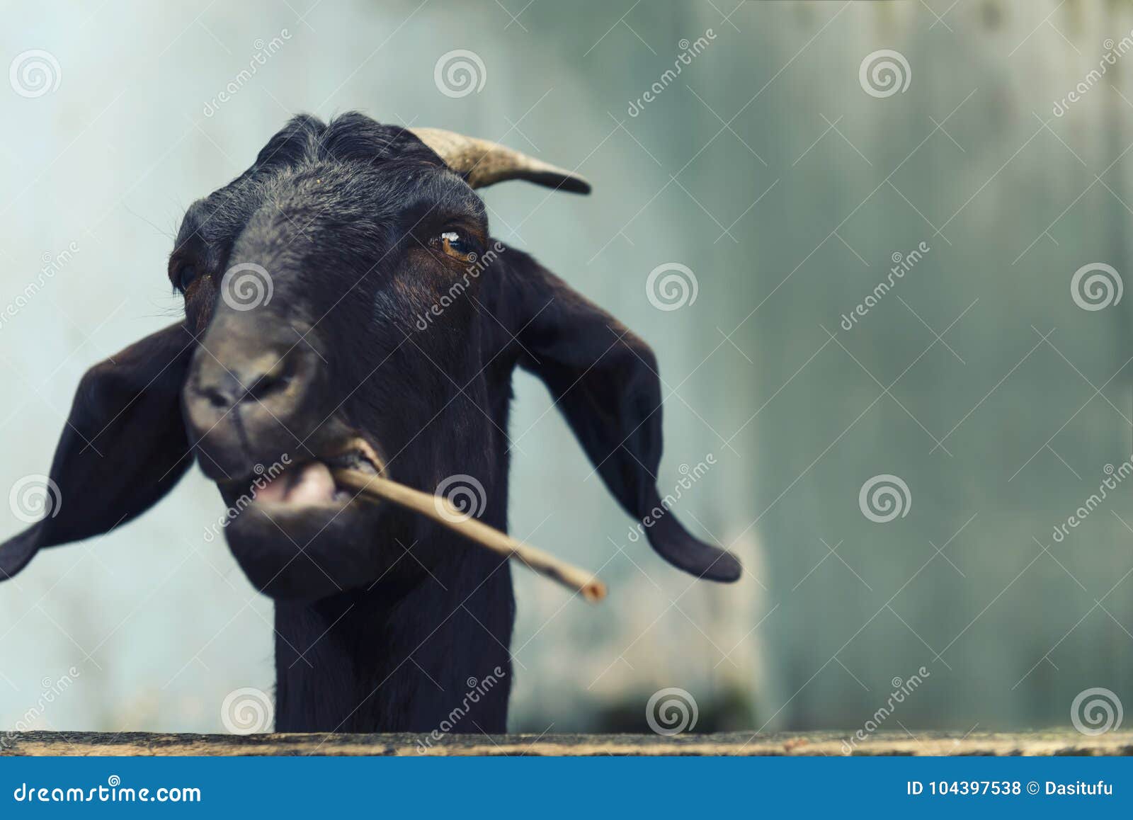 Sheep Chewing Cud Royalty-Free Stock Photography | CartoonDealer.com ...