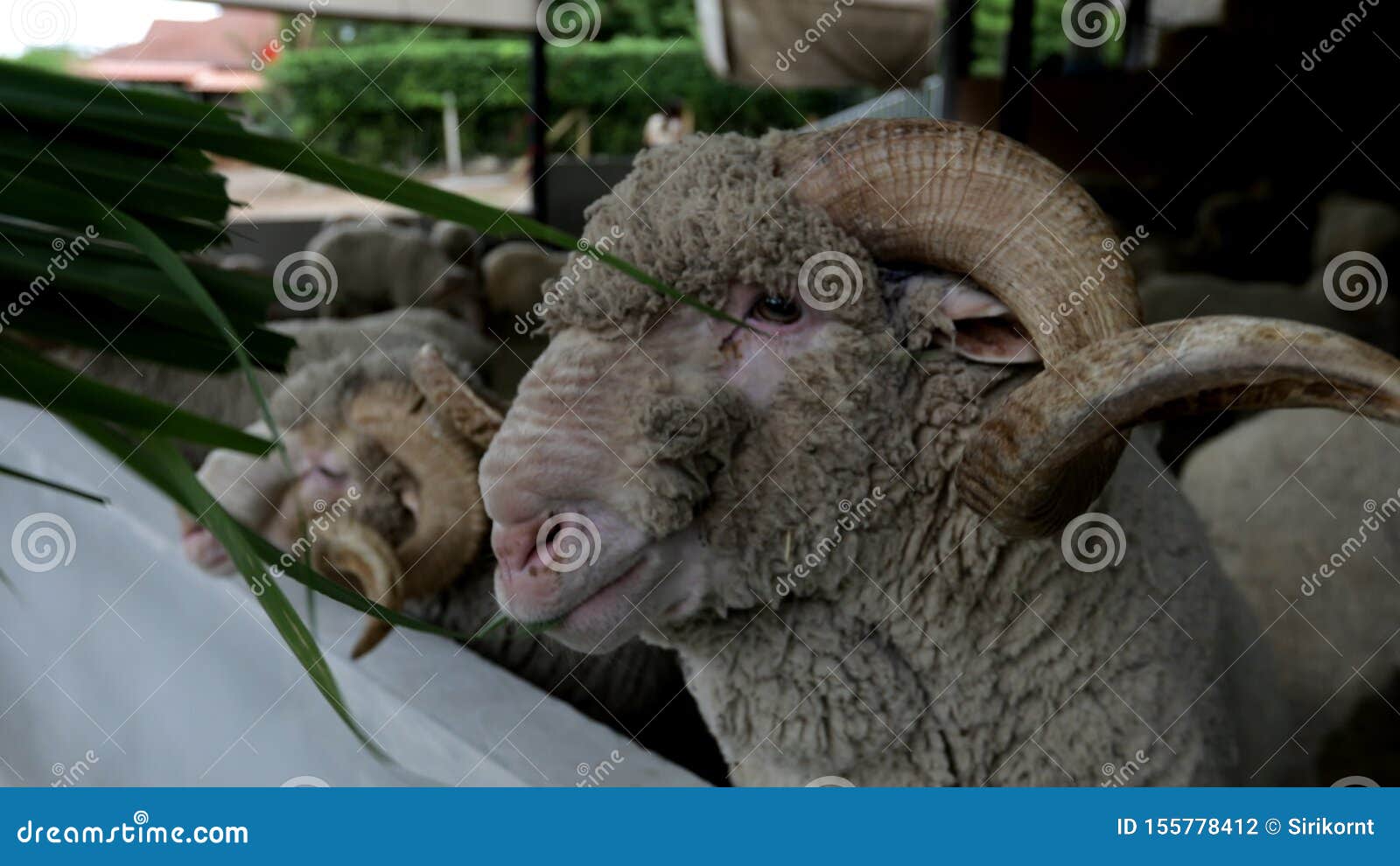 Sheep Chewing the Cud Closeup Stock Footage - Video of grazing, farming ...
