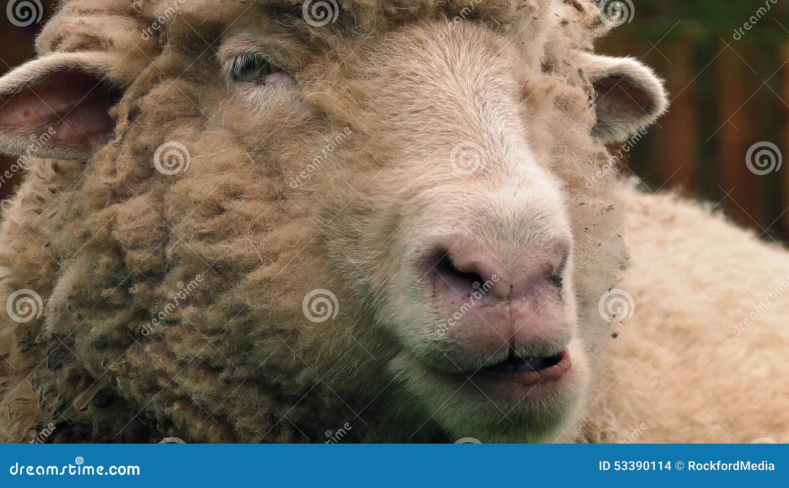 Sheep Chewing the Cud Closeup Stock Footage - Video of male, chewing ...