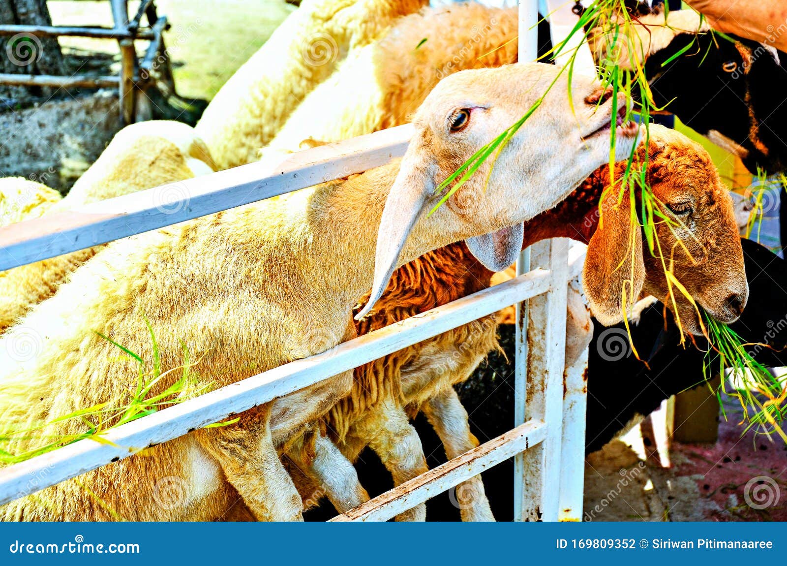 Sheep chewing on grass. stock photo. Image of countryside - 169809352