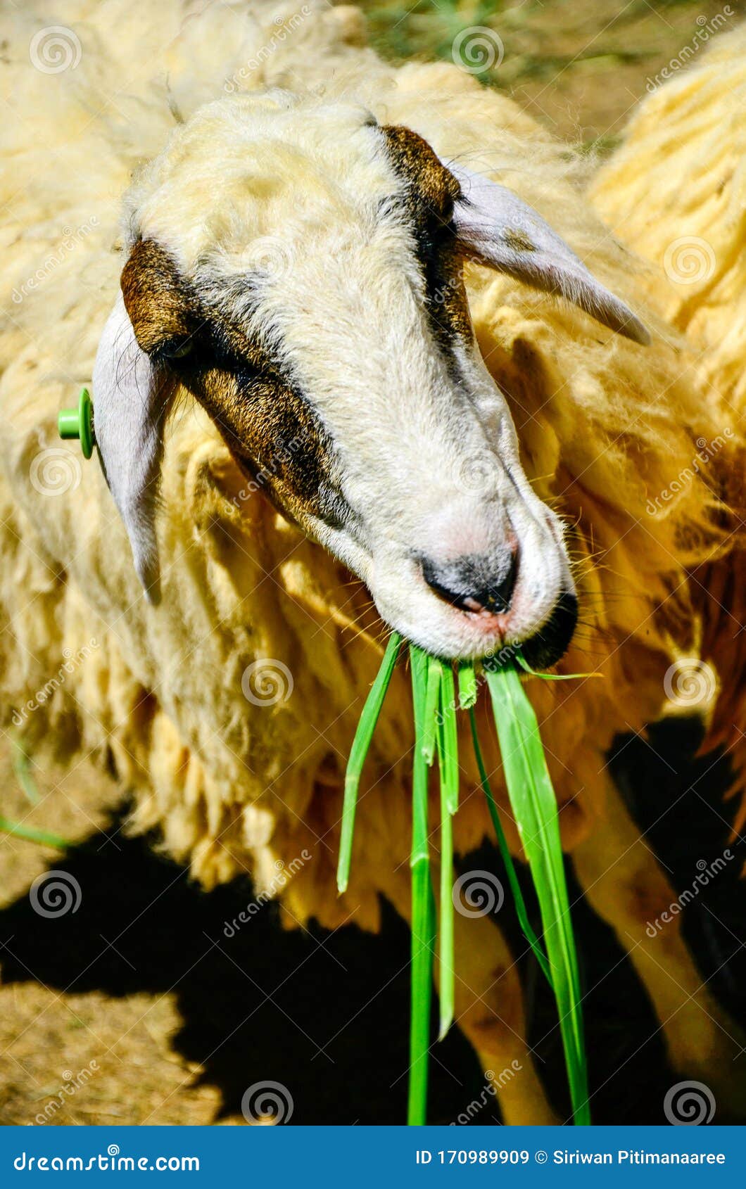 Sheep chewing on grass. stock image. Image of lamb, agriculture - 170989909