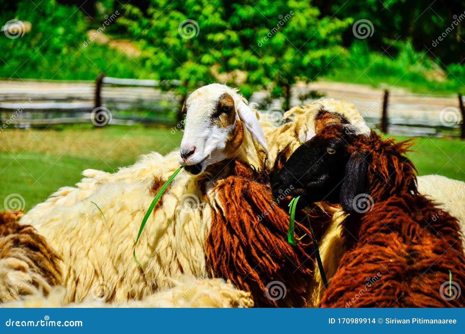Sheep chewing on grass. stock photo. Image of lamb, cattle - 170989914
