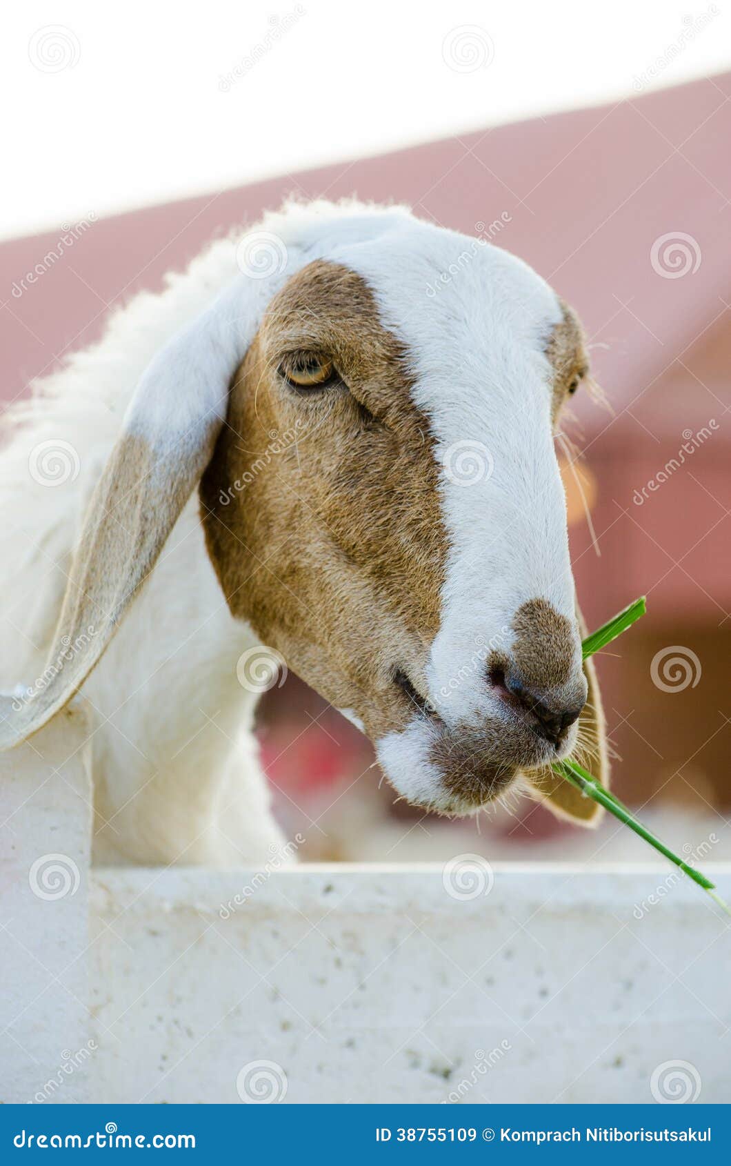 Sheep Chewing Cud Royalty-Free Stock Photography | CartoonDealer.com ...