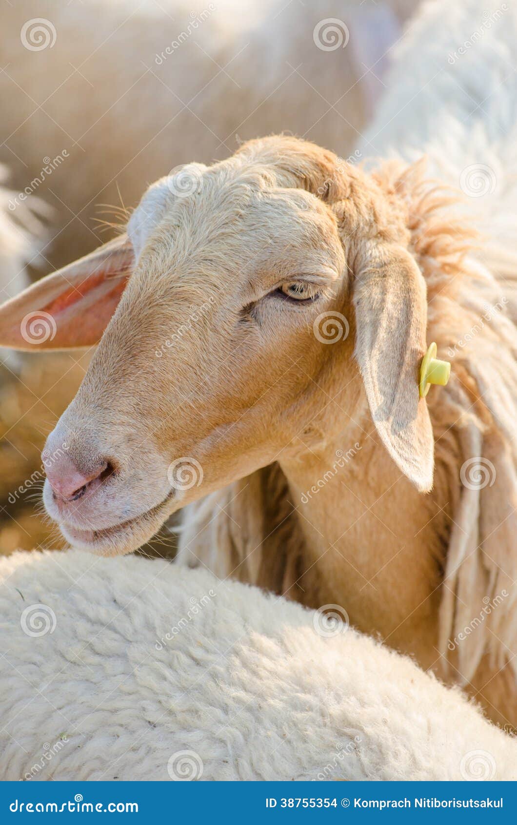 Sheep Chewing Cud Royalty-Free Stock Photography | CartoonDealer.com ...