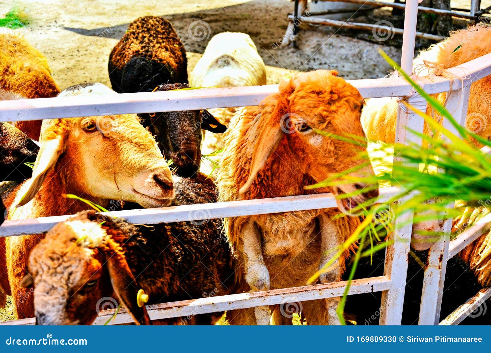 Sheep Chewing on Grass in Farm Stock Photo - Image of graze, livestock ...