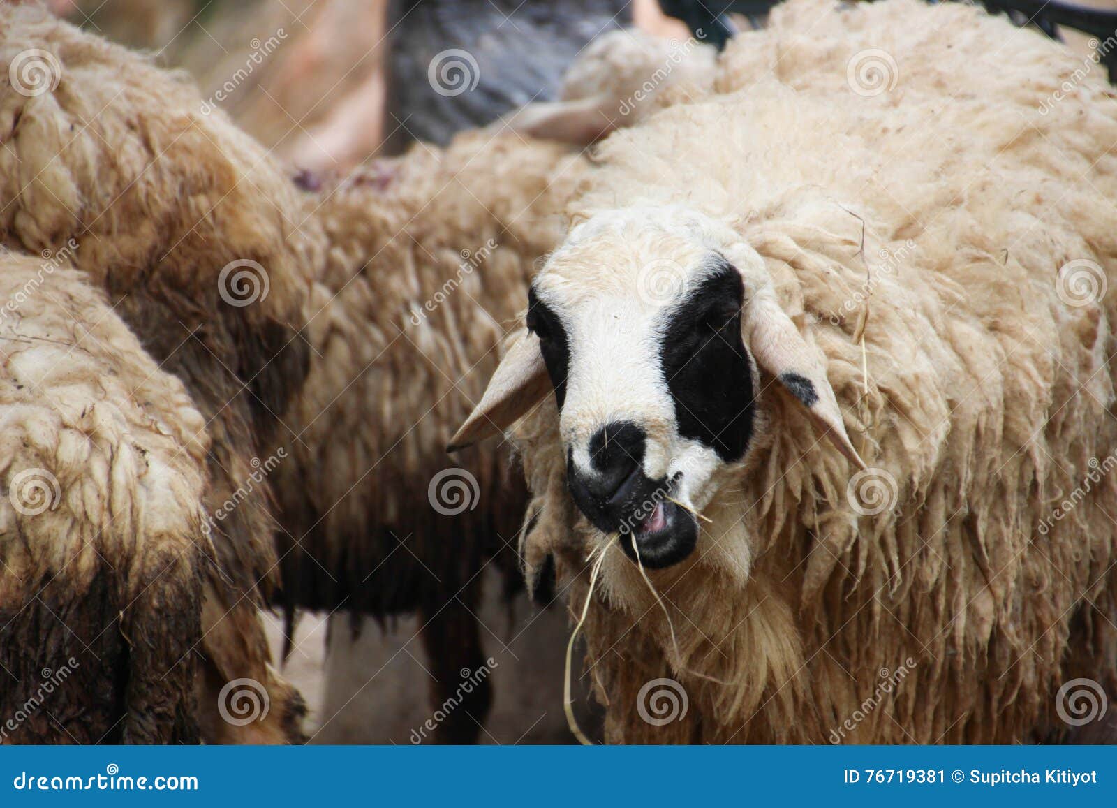 The Sheep is Chewing Grasses Stock Image - Image of herd, fluffy: 76719381