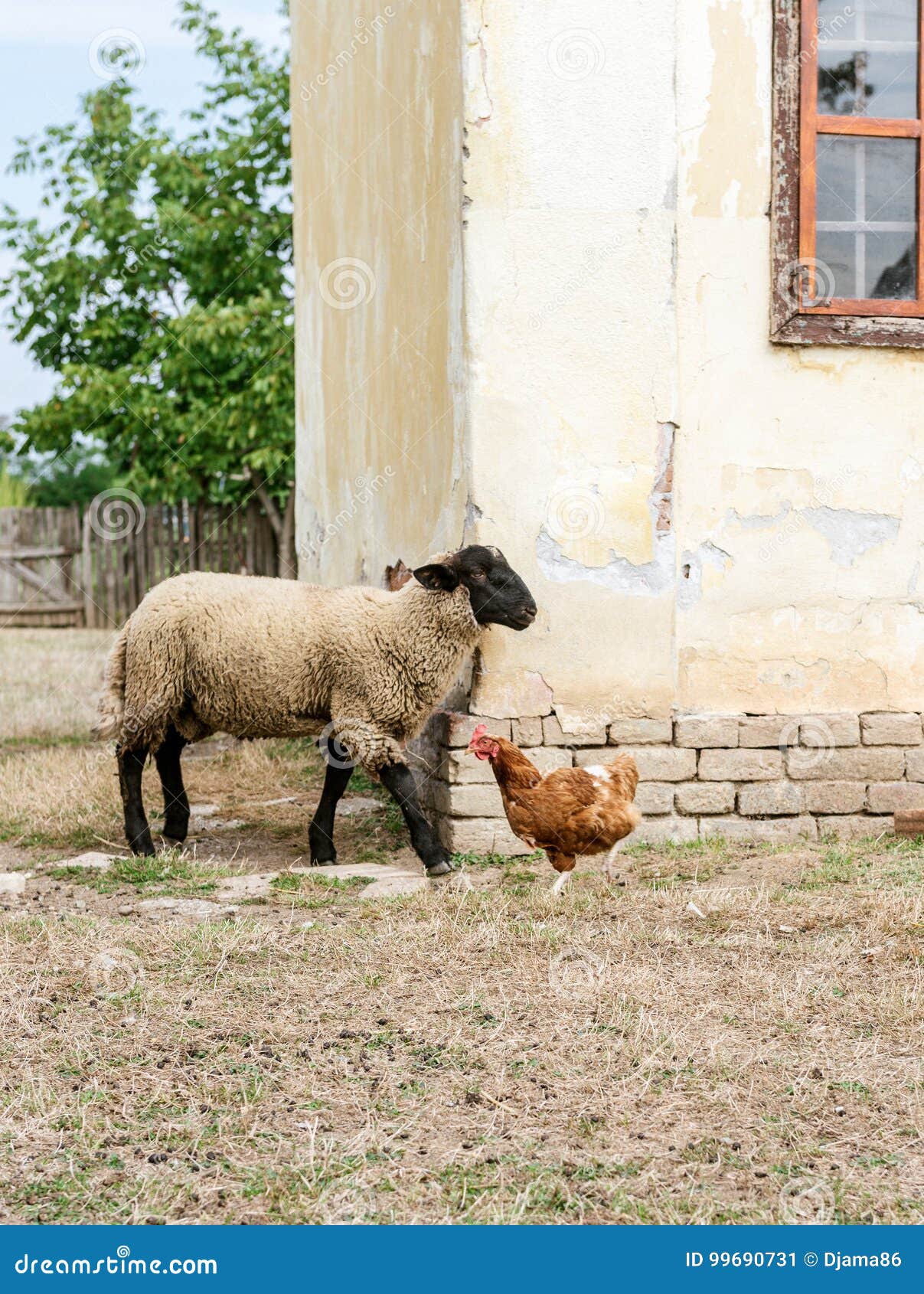 Sheep and chicken stock image. Image of nature, country - 99690731