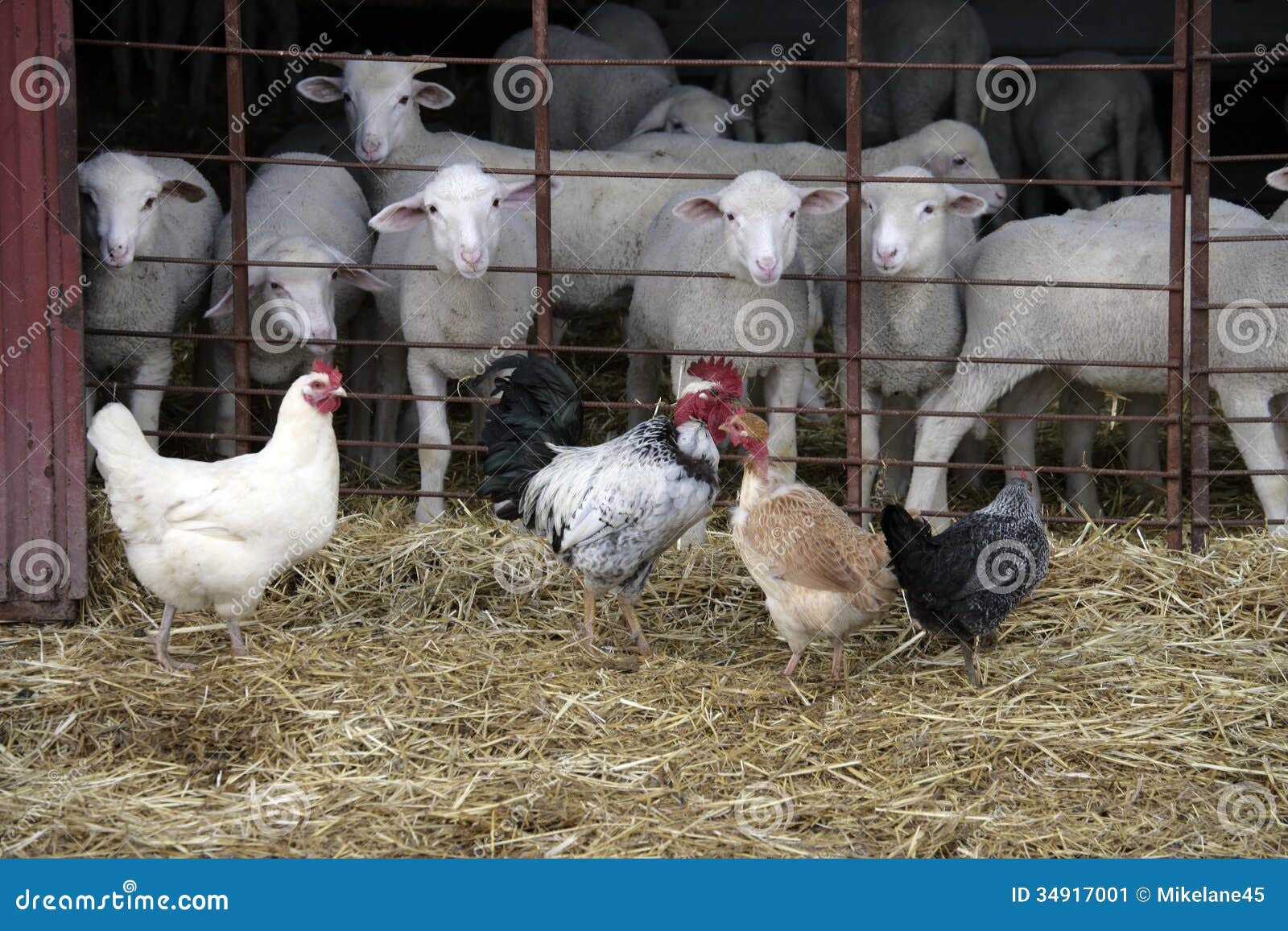 Chicken Sheep Barn