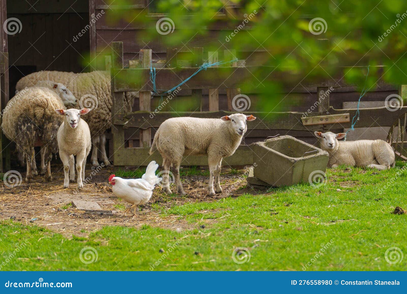 Sheep and Chickens on a Farm Stock Photo - Image of pasture, meadow ...