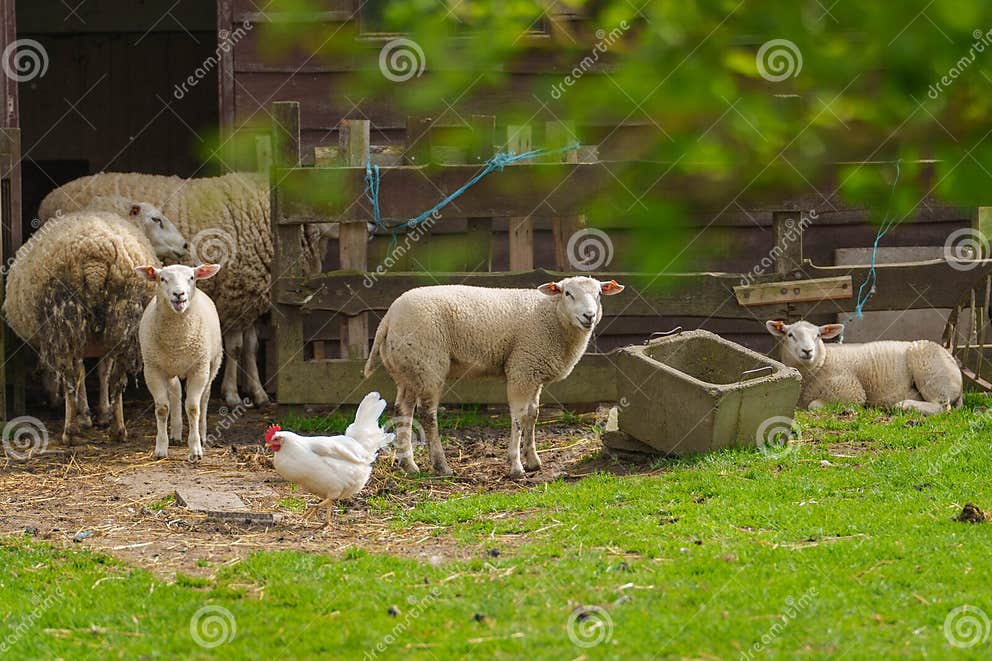 Sheep and Chickens on a Farm Stock Photo - Image of pasture, meadow ...