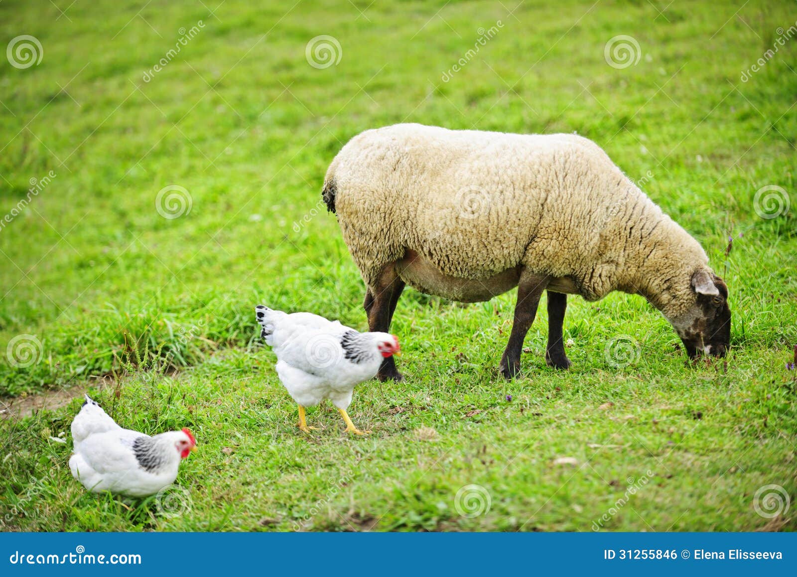 Sheep and Chickens Grazing on Farm Stock Photo - Image of fowl ...