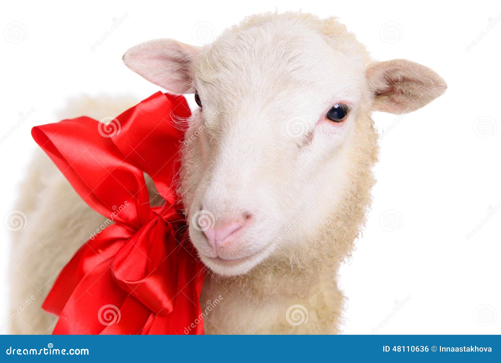 Sheep with Christmas bow stock photo. Image of heat, mutton - 48110636