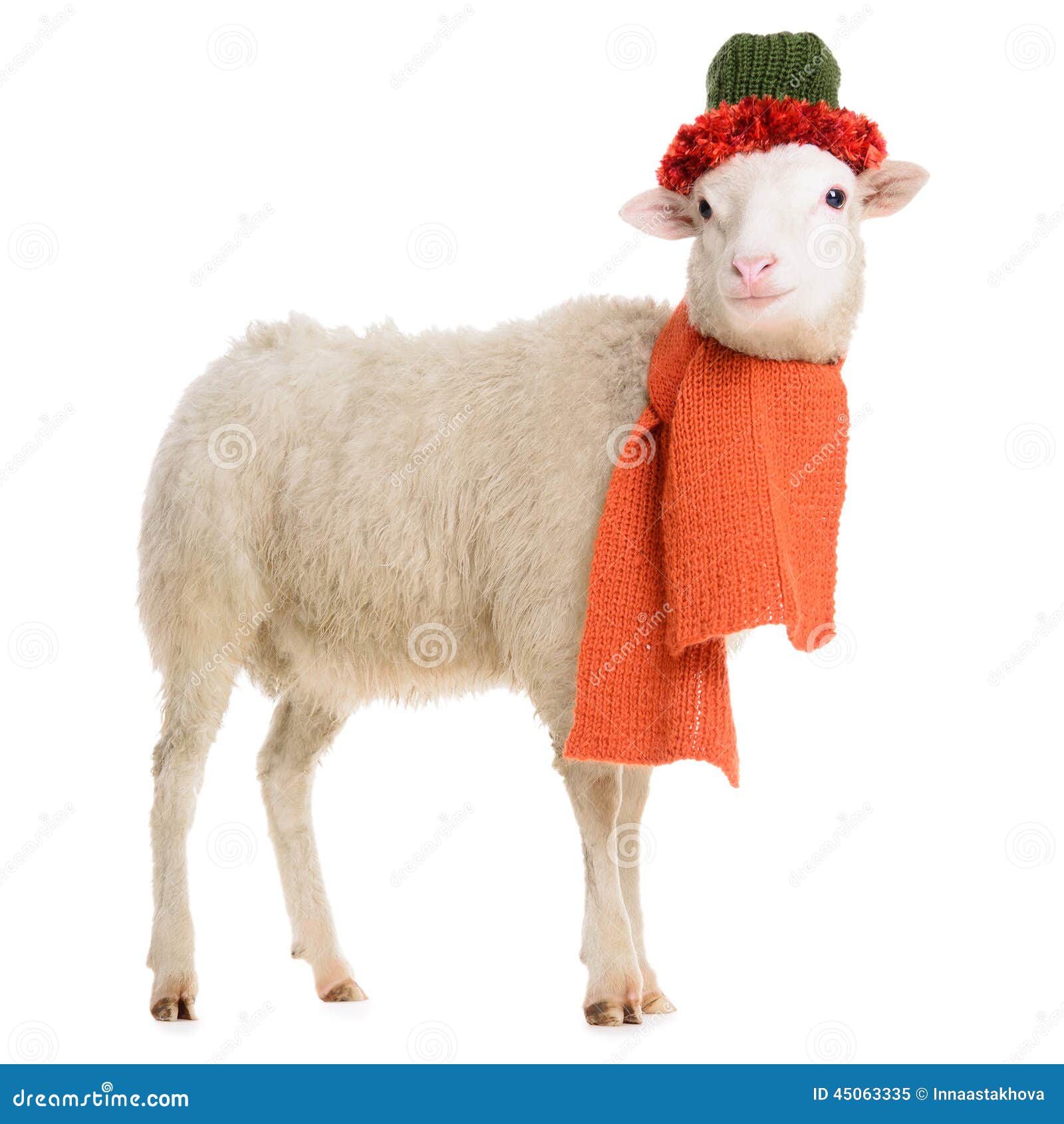 Sheep Wool Clothing