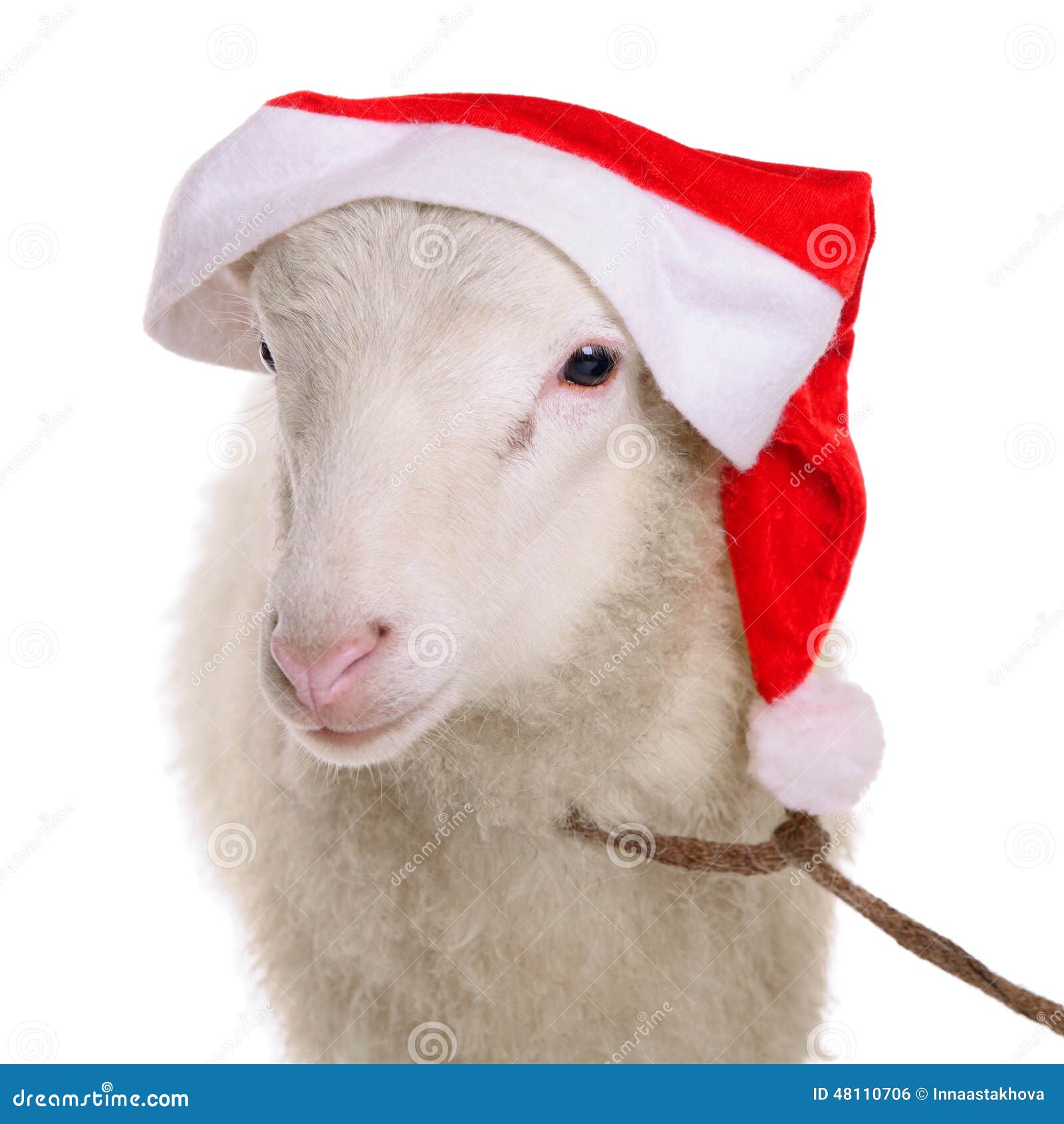 Sheep in Christmas hat stock photo. Image of christmas - 48110706