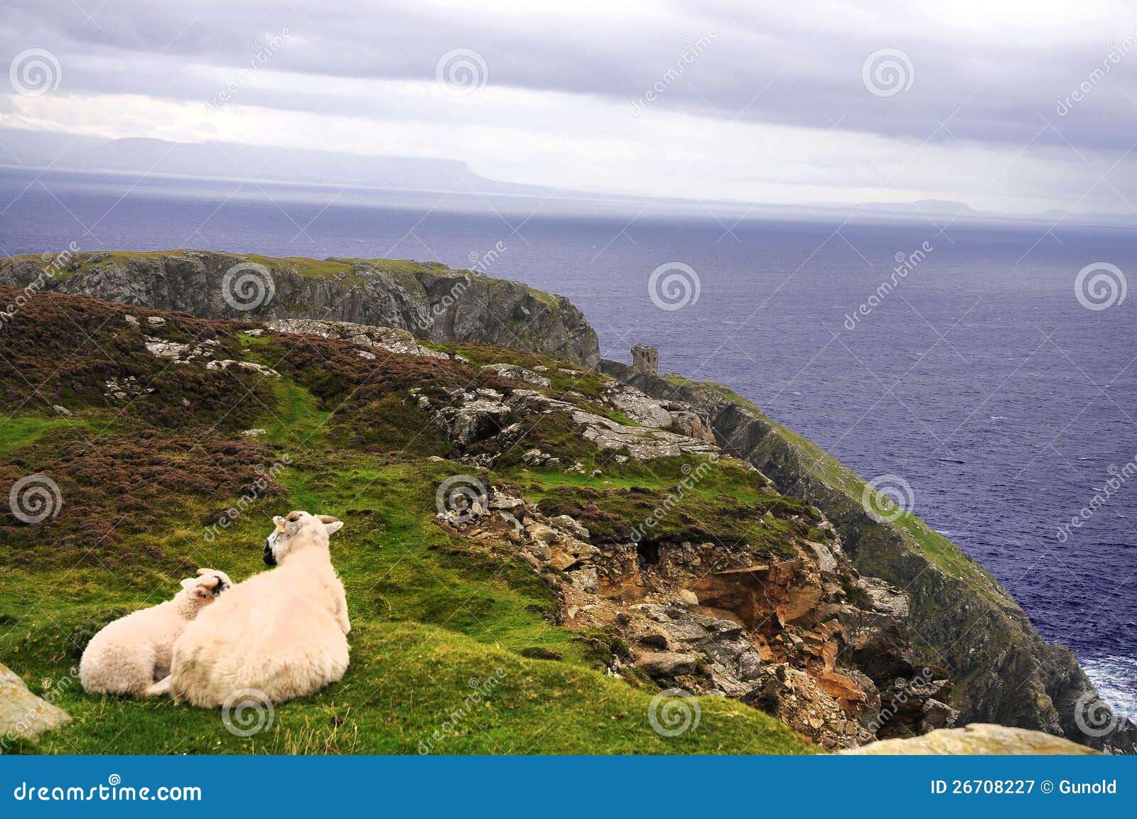 Sheep on cliff stock image. Image of nature, cliff, beauty - 26708227