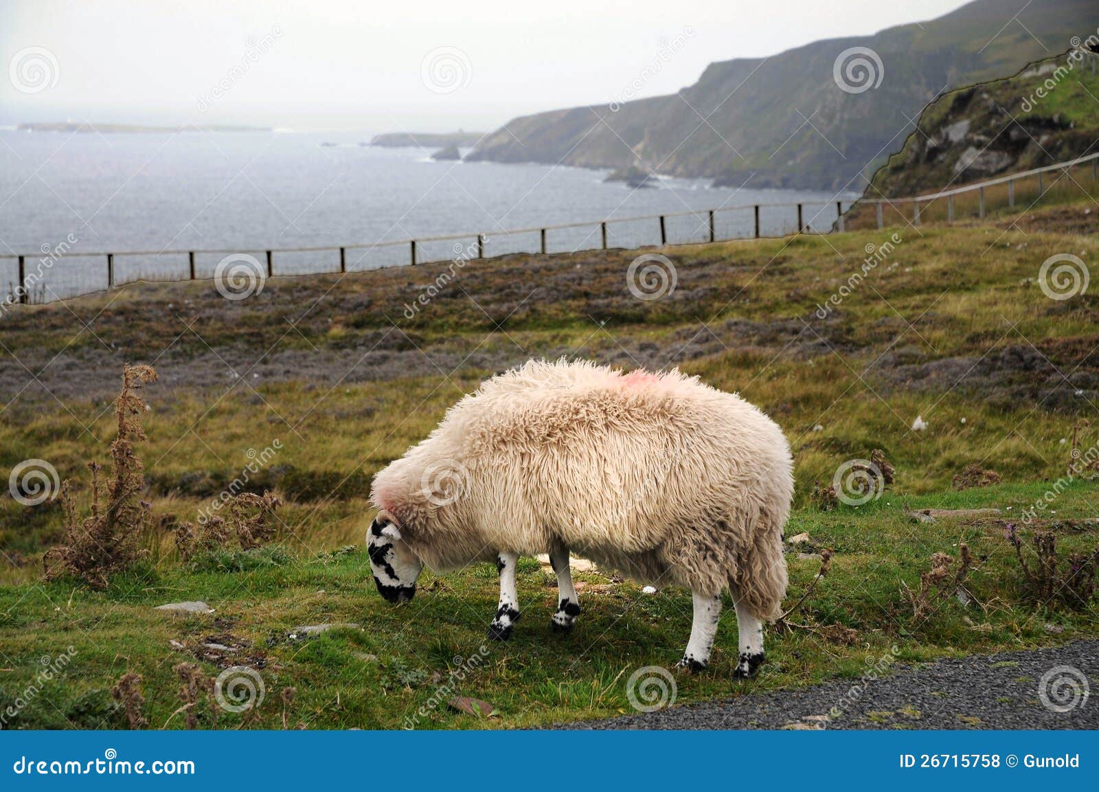 Sheep on cliff stock photo. Image of destination, peaceful - 26715758