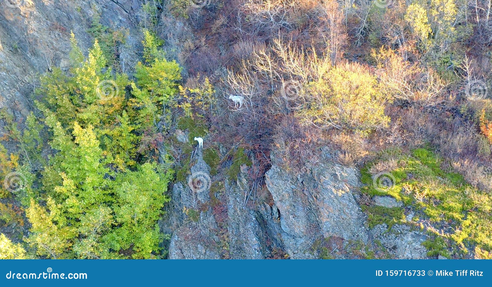 Sheep on a cliff stock image. Image of wildlife, sheep - 159716733