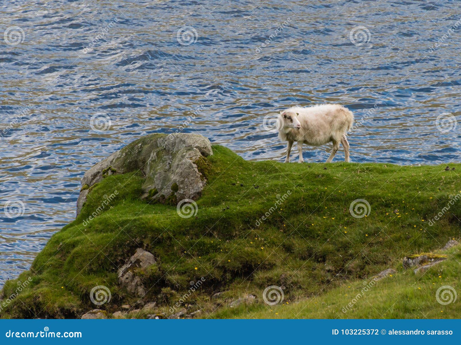 Sheep on Cliff in Faroe Islands Stock Photo - Image of cute, sheep ...