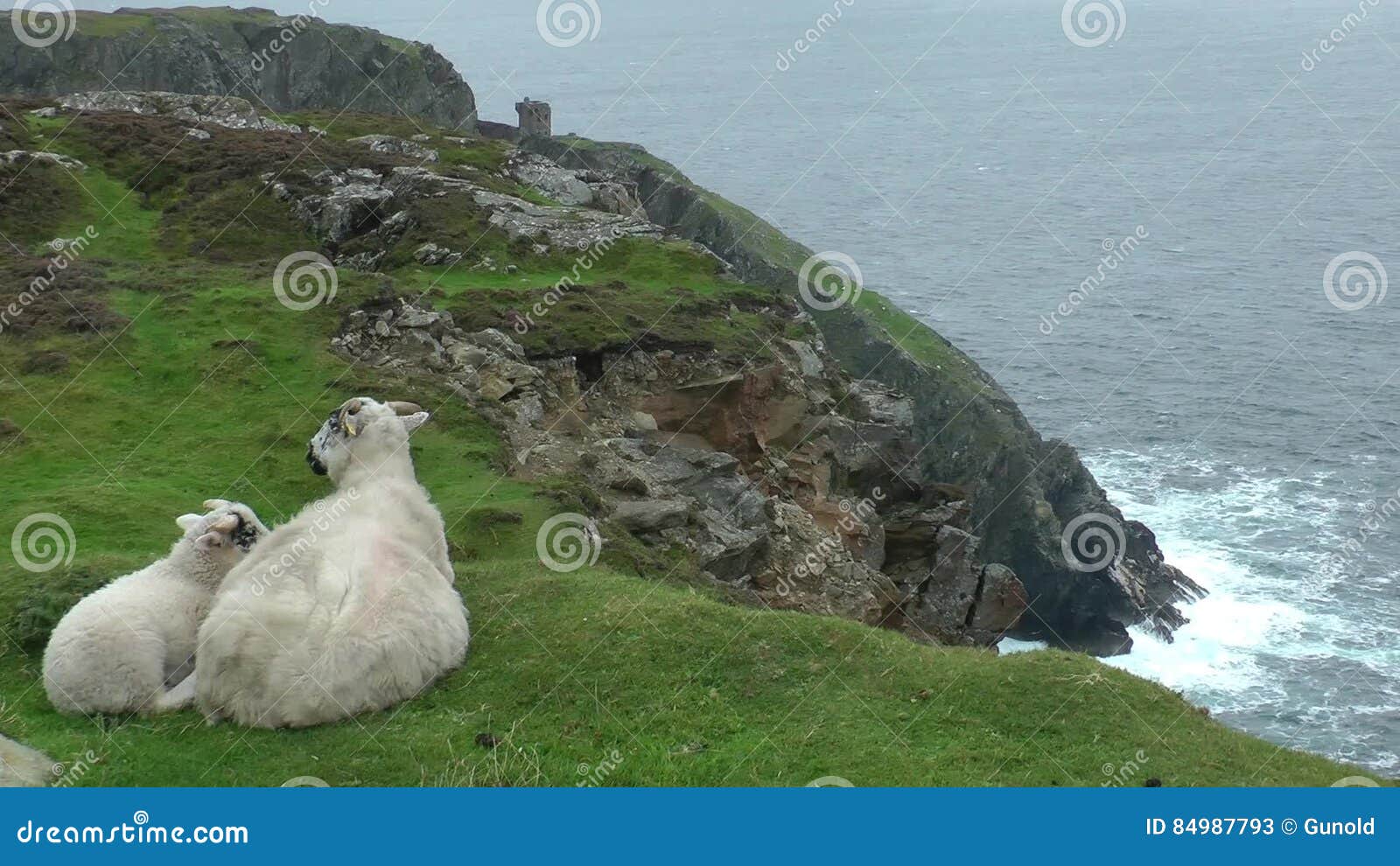 Sheep on cliff stock video. Video of ocean, cliff, scenery - 84987793