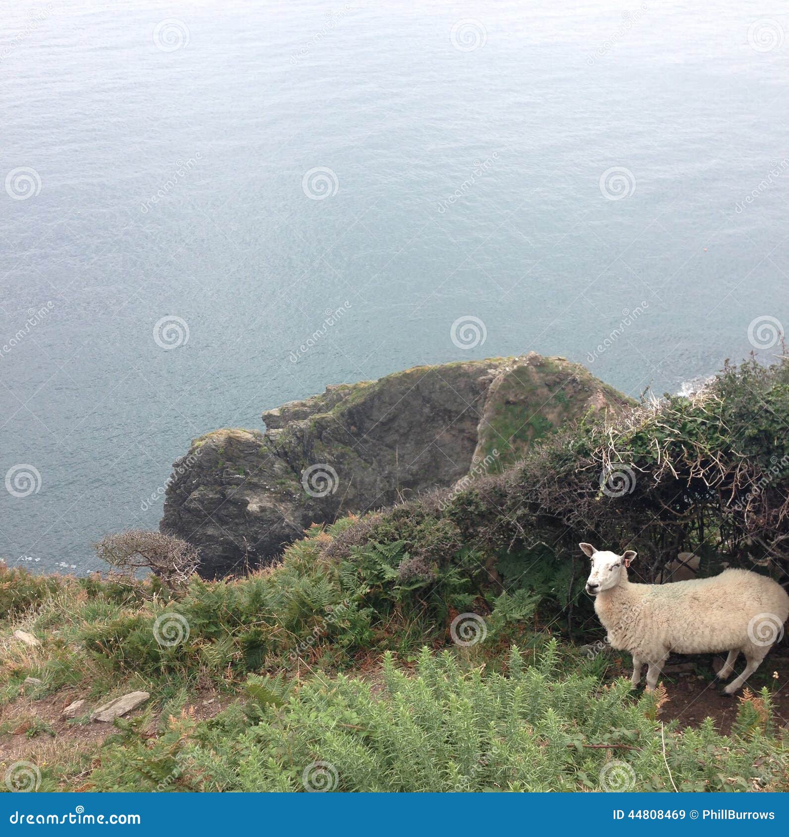 Sheep by cliff stock image. Image of animal, coast, cliff - 44808469