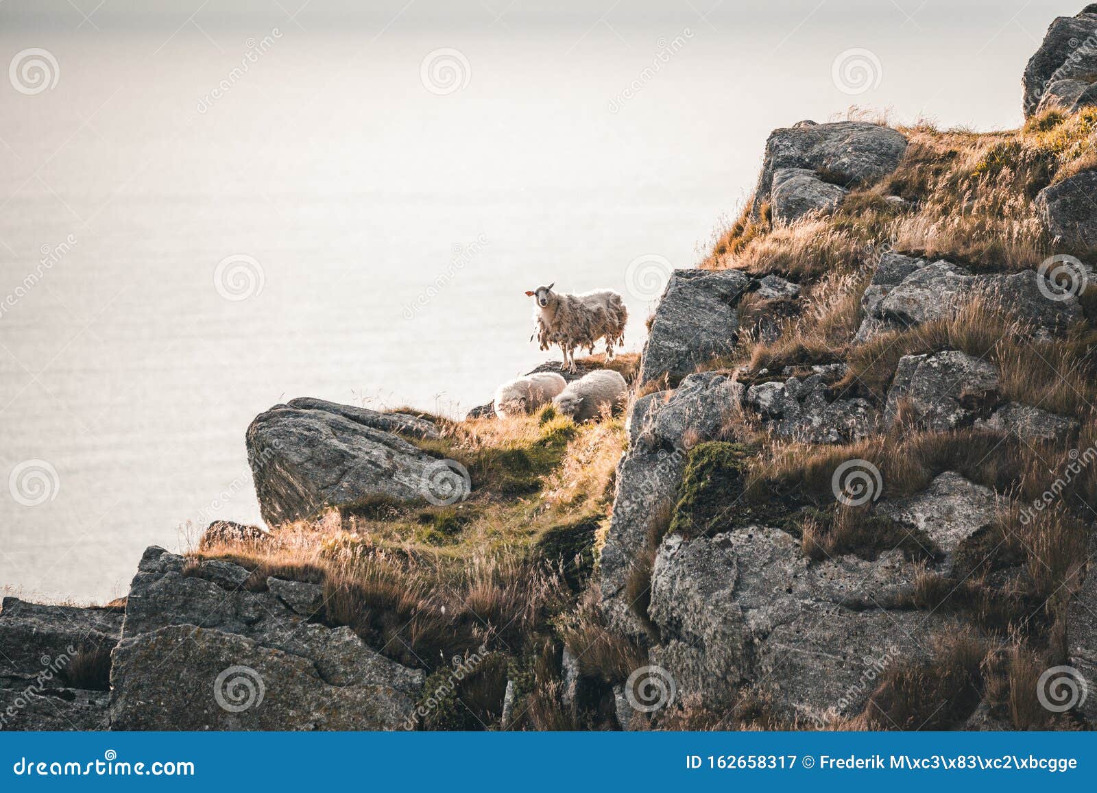 Sheep on Cliff on Runde Island in Norway Stock Image - Image of rural ...
