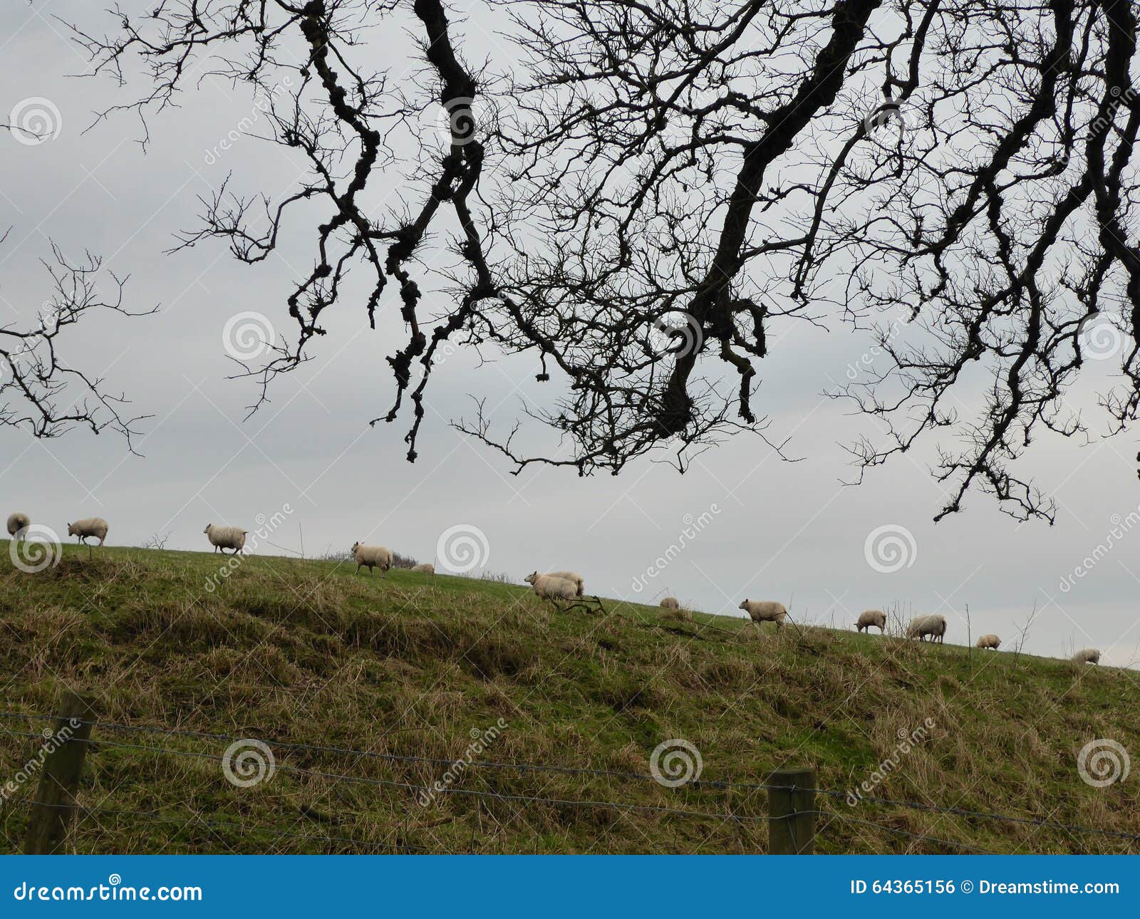 Sheep Climbing a Hill at Twilight Stock Photo - Image of field ...