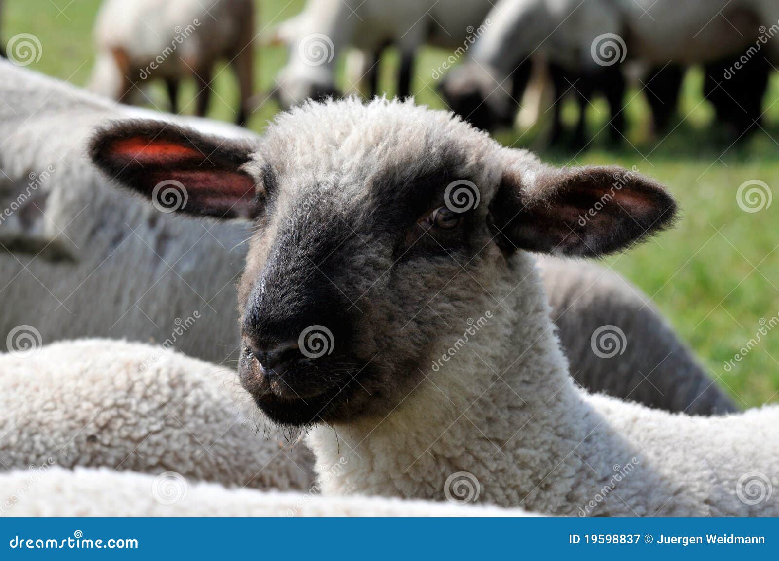 Sheep close up stock image. Image of grass, sheep, seasonal - 19598837
