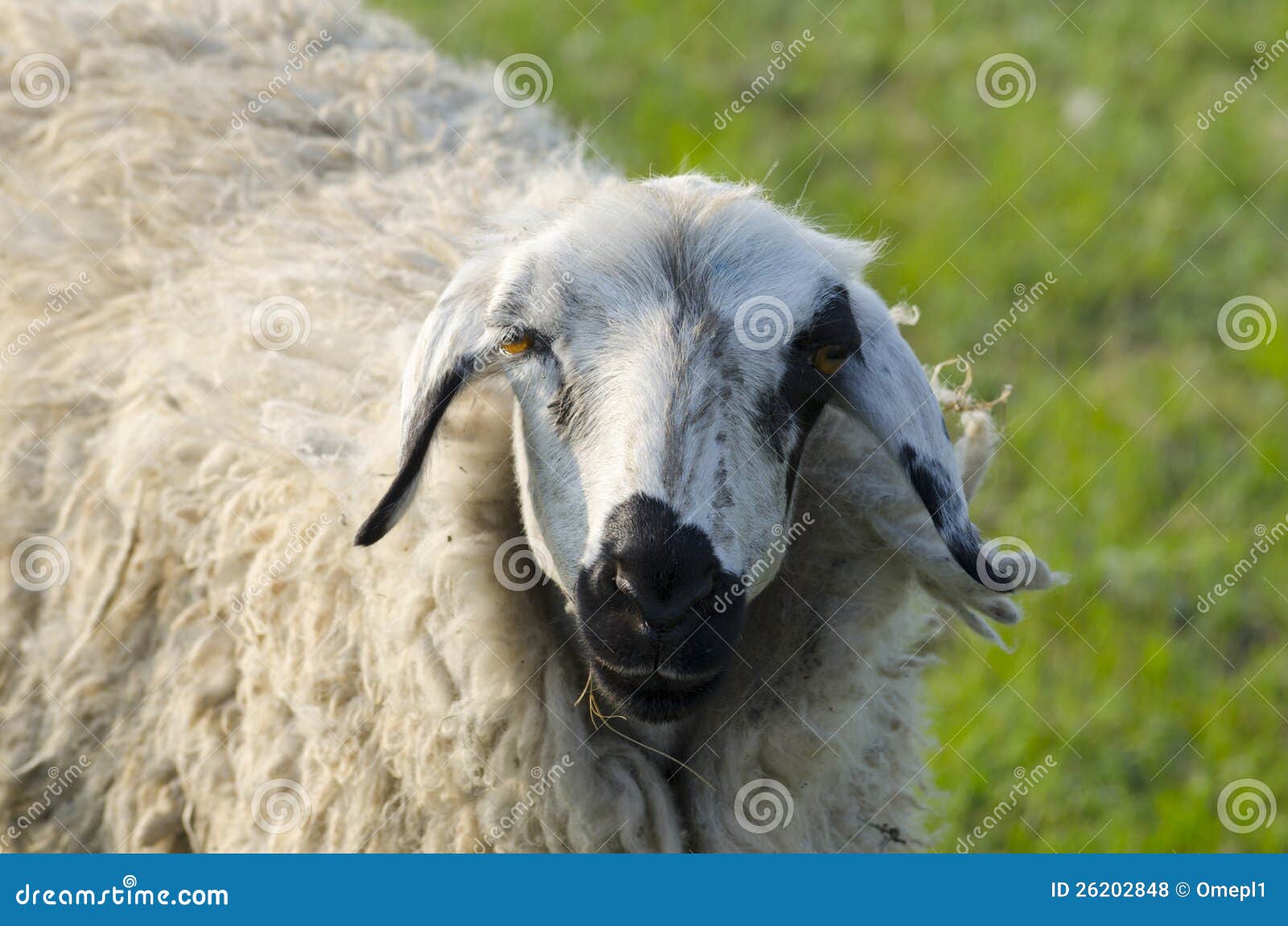 Sheep close up stock photo. Image of mammal, farm, dirt - 26202848