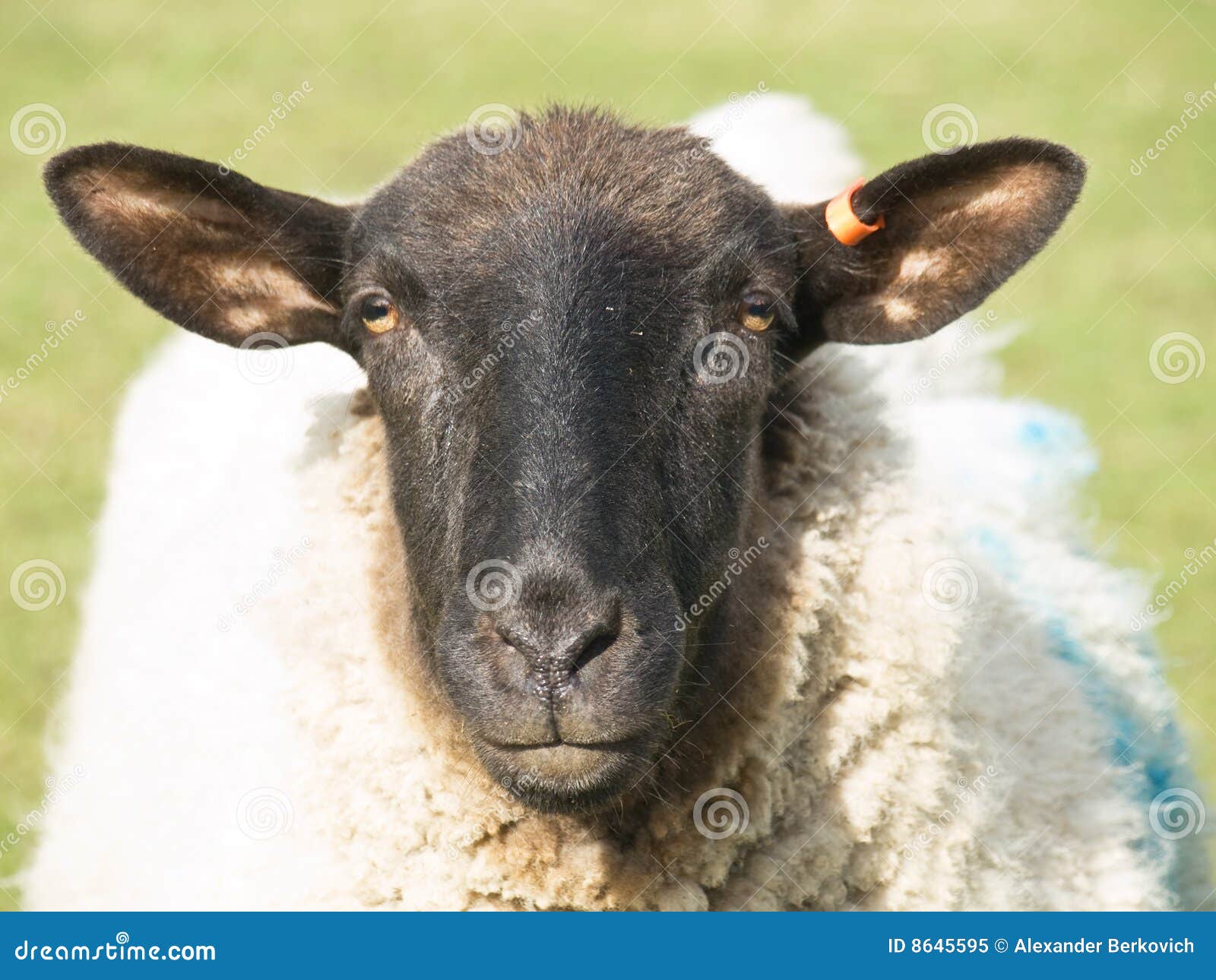 Sheep close up stock image. Image of focus, black, livestock - 8645595