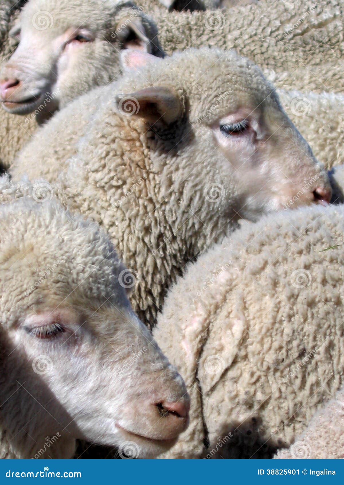 Sheep close up stock image. Image of close, domestic - 38825901