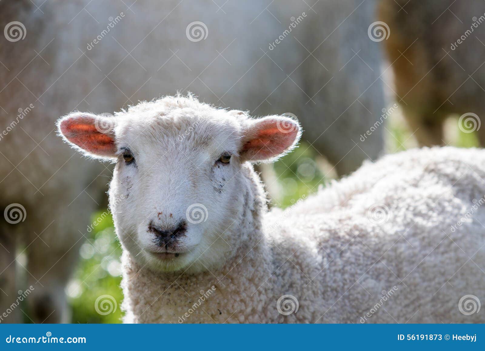 Sheep close up stock image. Image of paddock, nature - 56191873