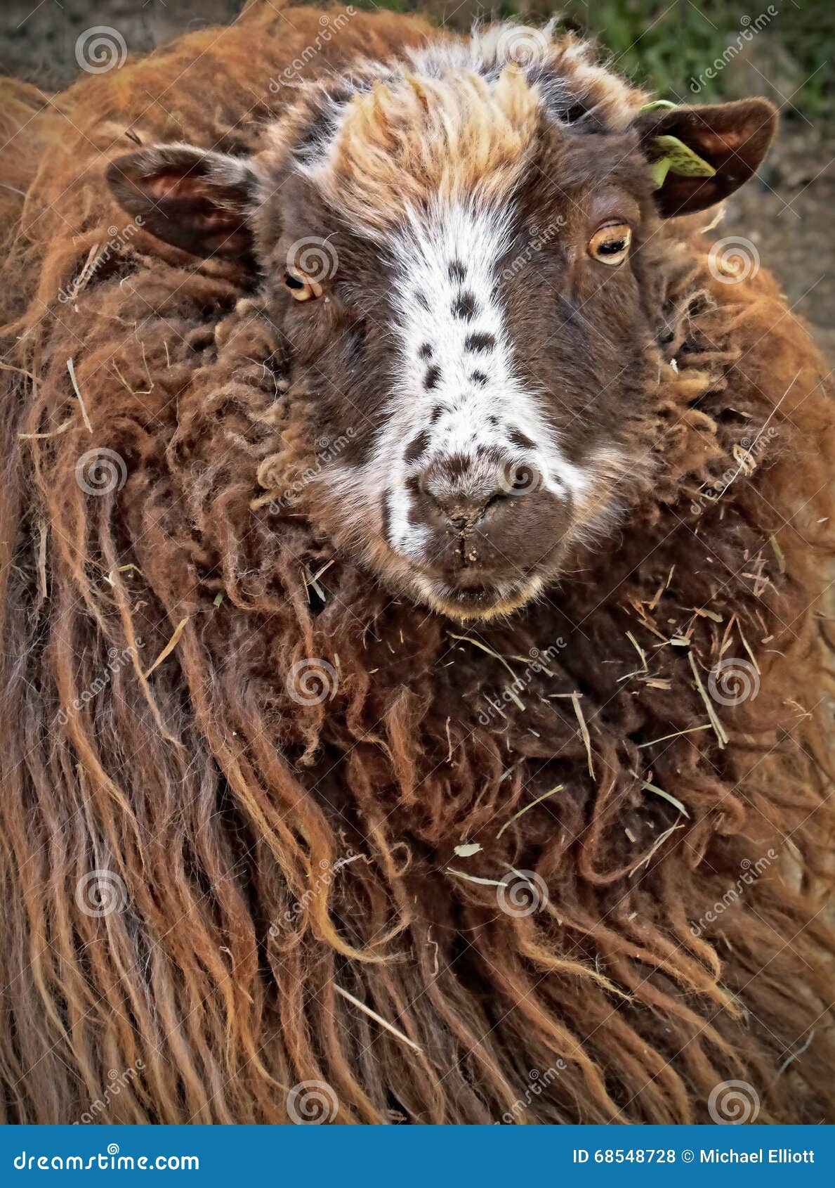 Sheep stock photo. Image of shear, shearing, merino, lamb - 68548728