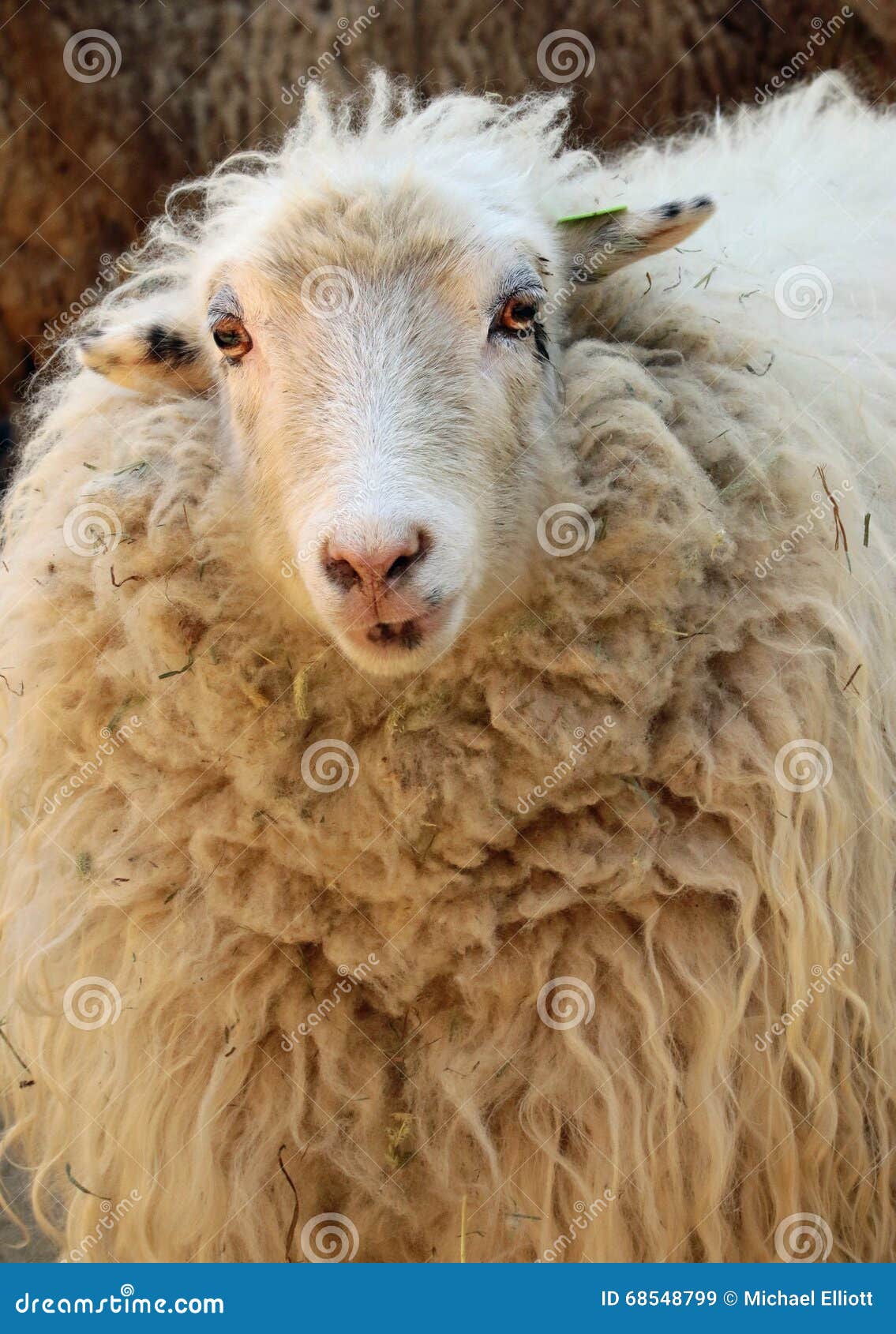 Sheep stock image. Image of portrait, animal, shearing - 68548799
