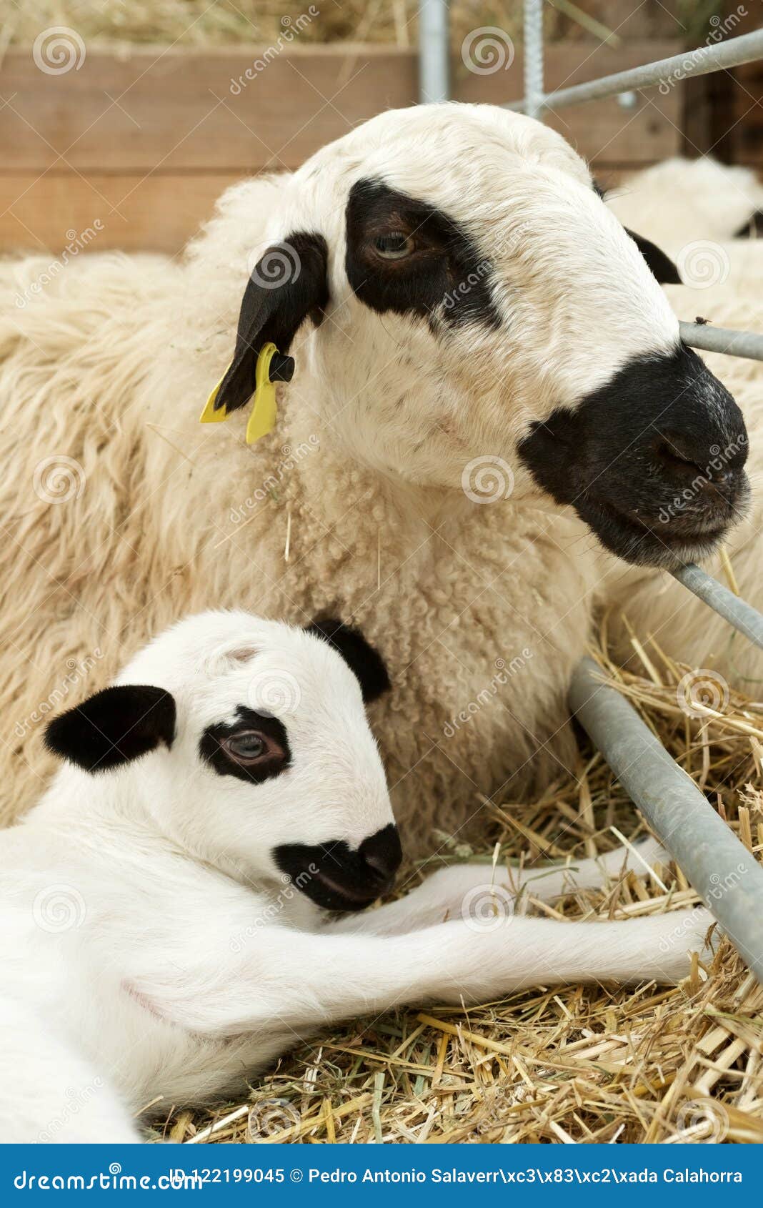 Sheep close up stock image. Image of industry, innocence - 122199045