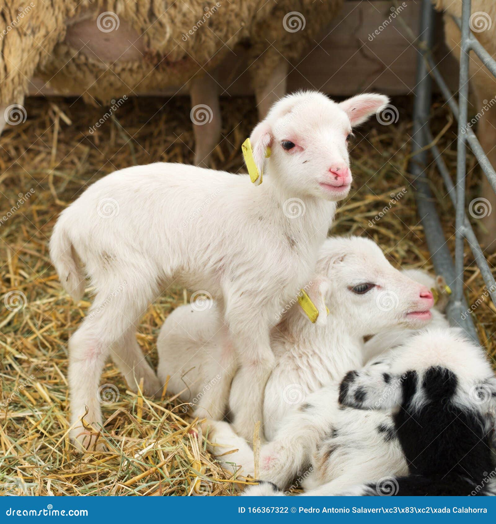 Sheep close up stock photo. Image of farmland, industry - 166367322