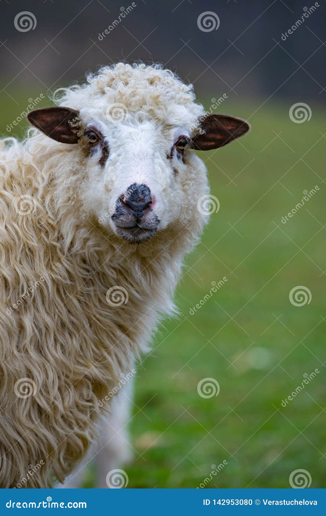 Sheep close up stock photo. Image of nature, life, farm - 142953080
