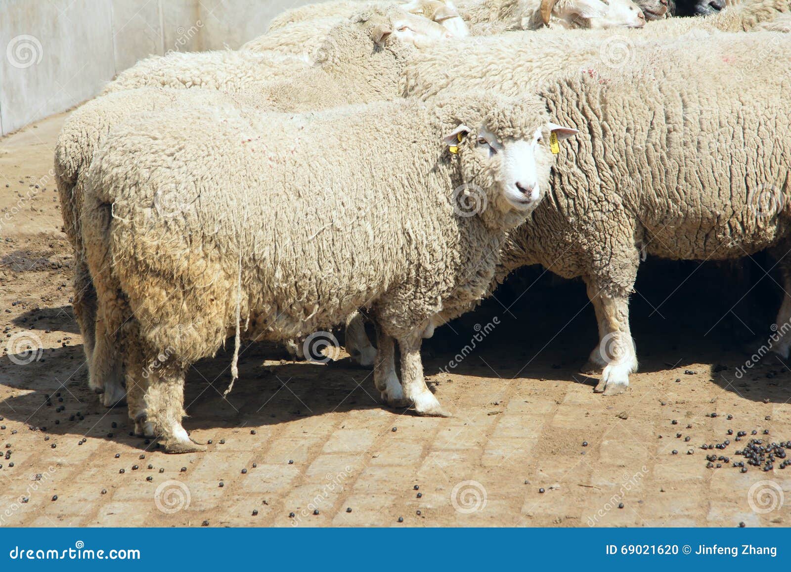 Sheep stock photo. Image of sheepfold, closeup, wool - 69021620