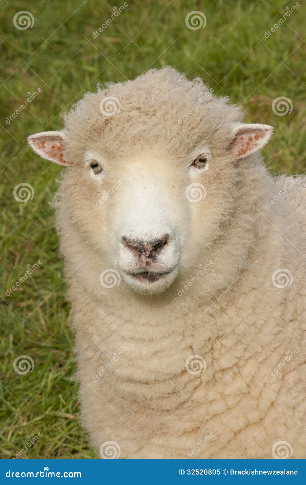 Sheep stock image. Image of lamb, wool, rural, farm, farming - 32520805