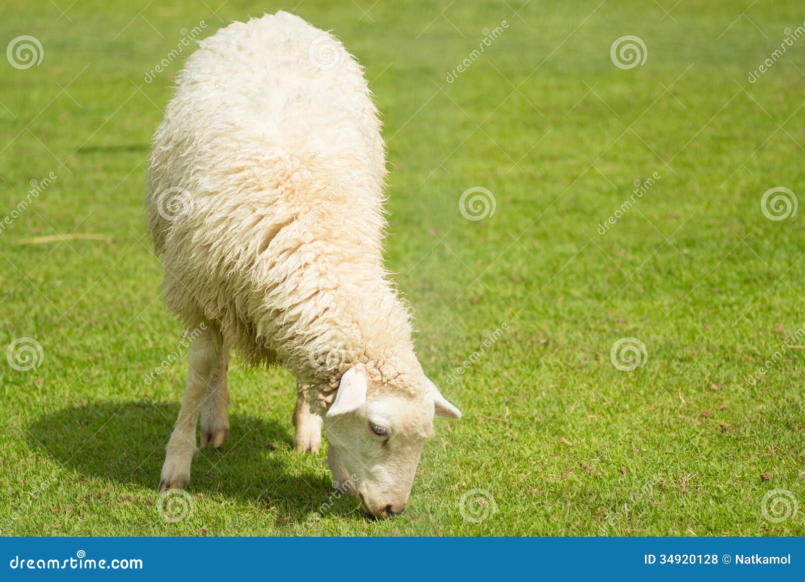 Sheep stock photo. Image of nature, baby, green, gaze - 34920128