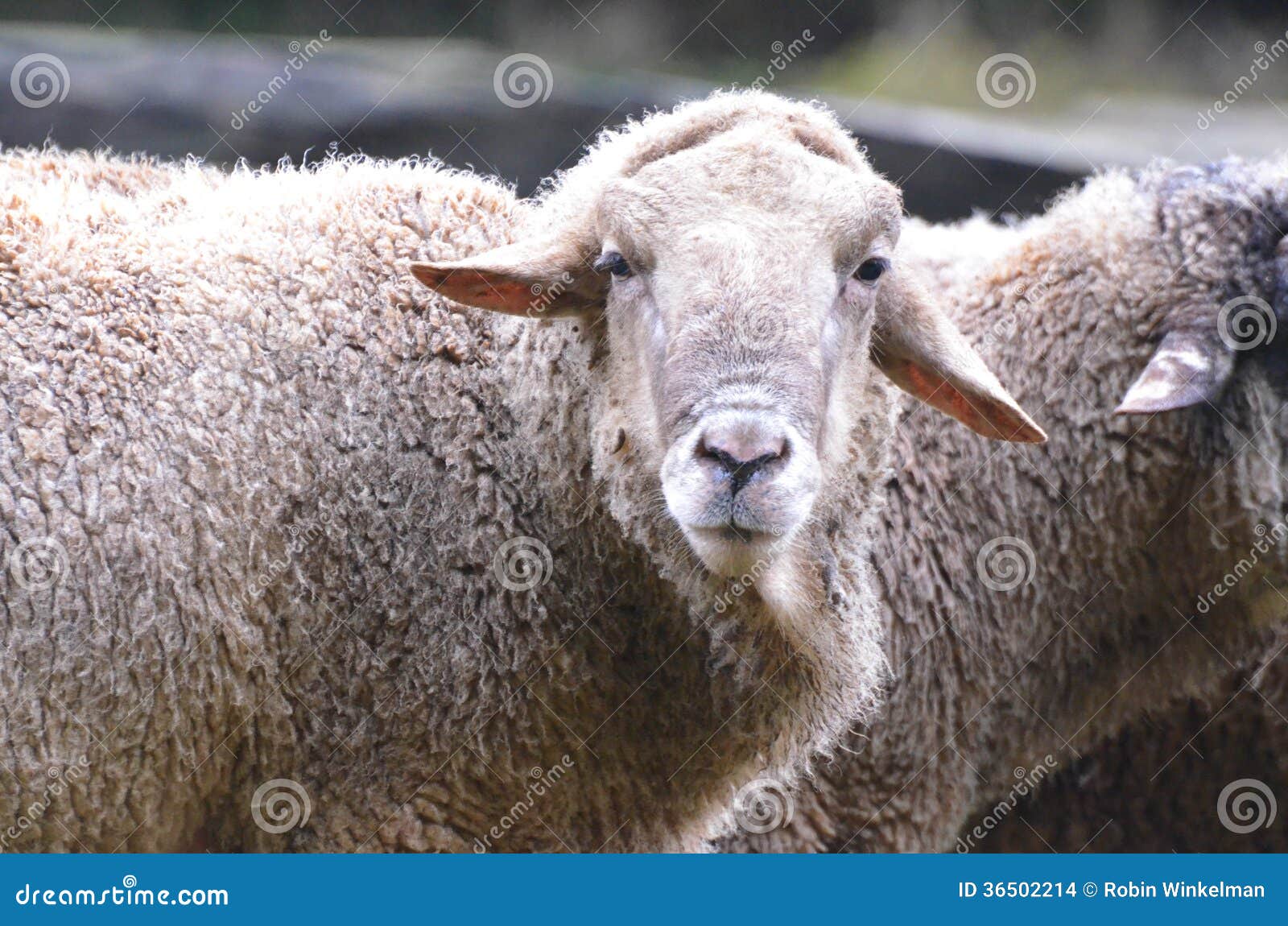 Sheep stock photo. Image of ears, sheep, brown, eyes - 36502214